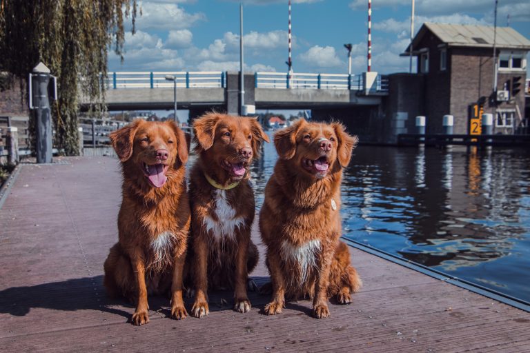 Dutchtollers | Nova Scotia Duck Tolling Retriever familie